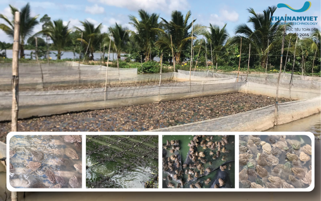MICROBIOLOGY APPLICATIONS IN FROG FARMING | THÁI NAM VIỆT